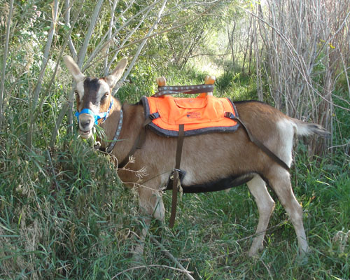 Sand Creek Pack Goats